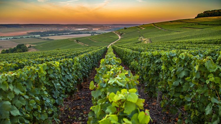 Champagne for Your Team Building Trip - seminaire.com — 2026